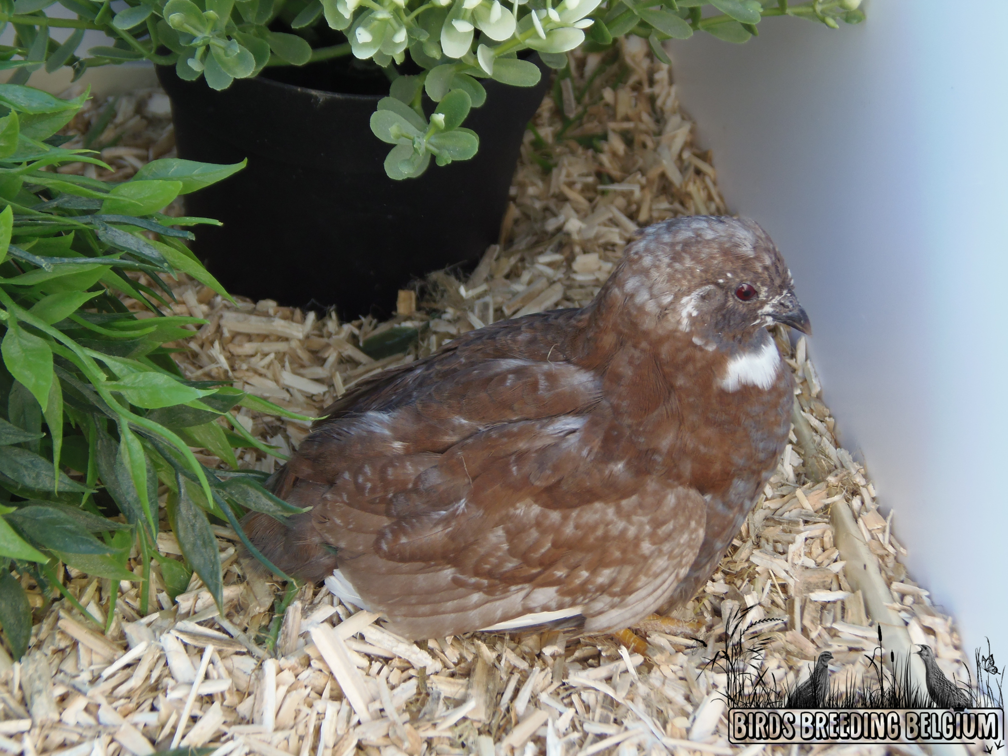 DF blue-face brown Chinese painted quails, breeding birds. – Birds ...