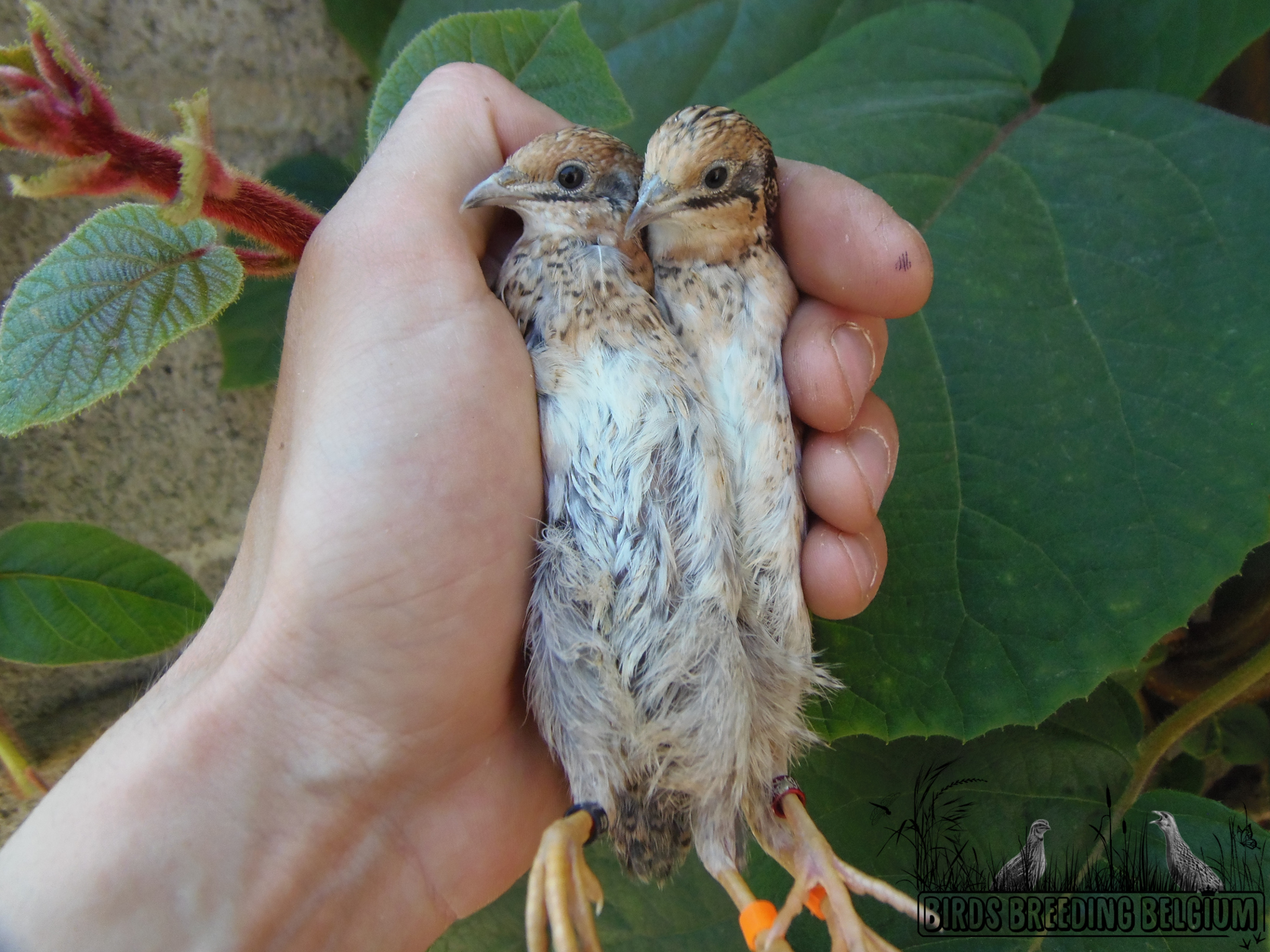 Pearl and carriers for “Fallow” females of the Chinese Painted quail ...