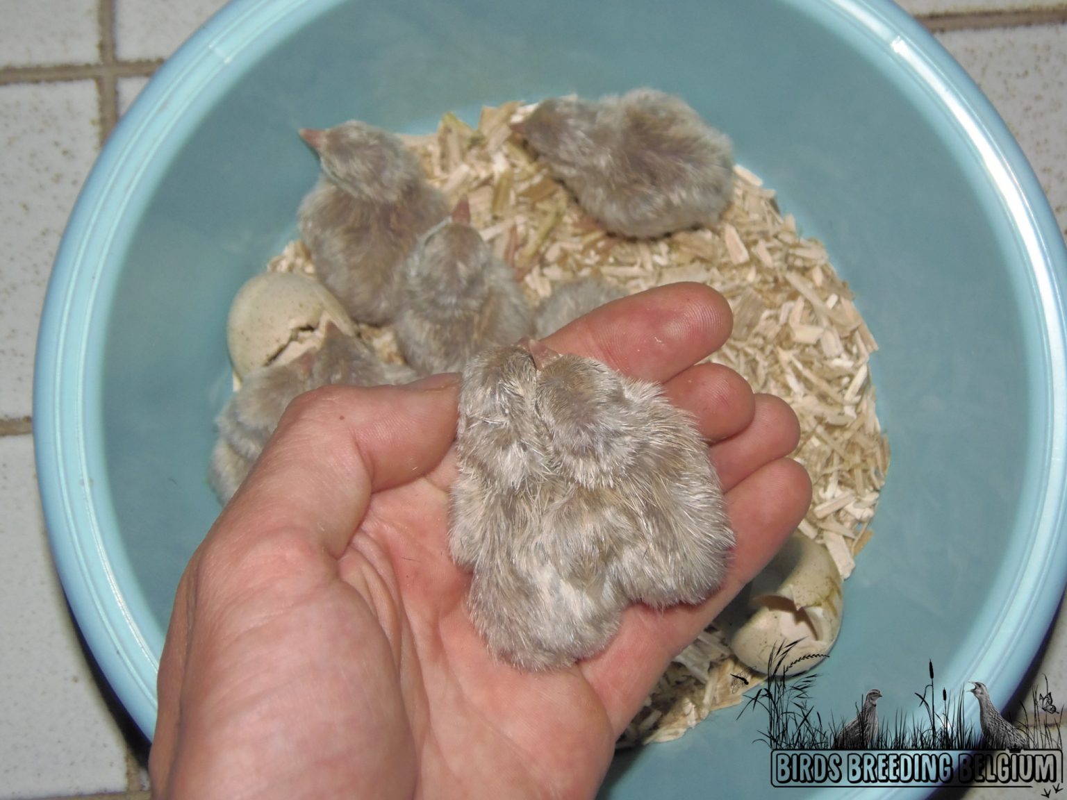 Silver chukar partridge chicks (Alectoris chukar) – Birds Breeding Belgium